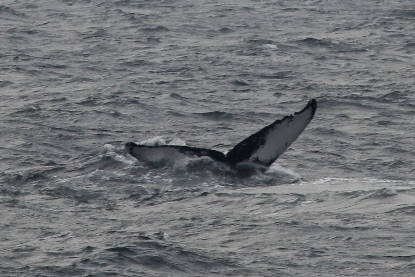 Blue Ocean Society's Whale Sightings: October 6 Prince of Whales