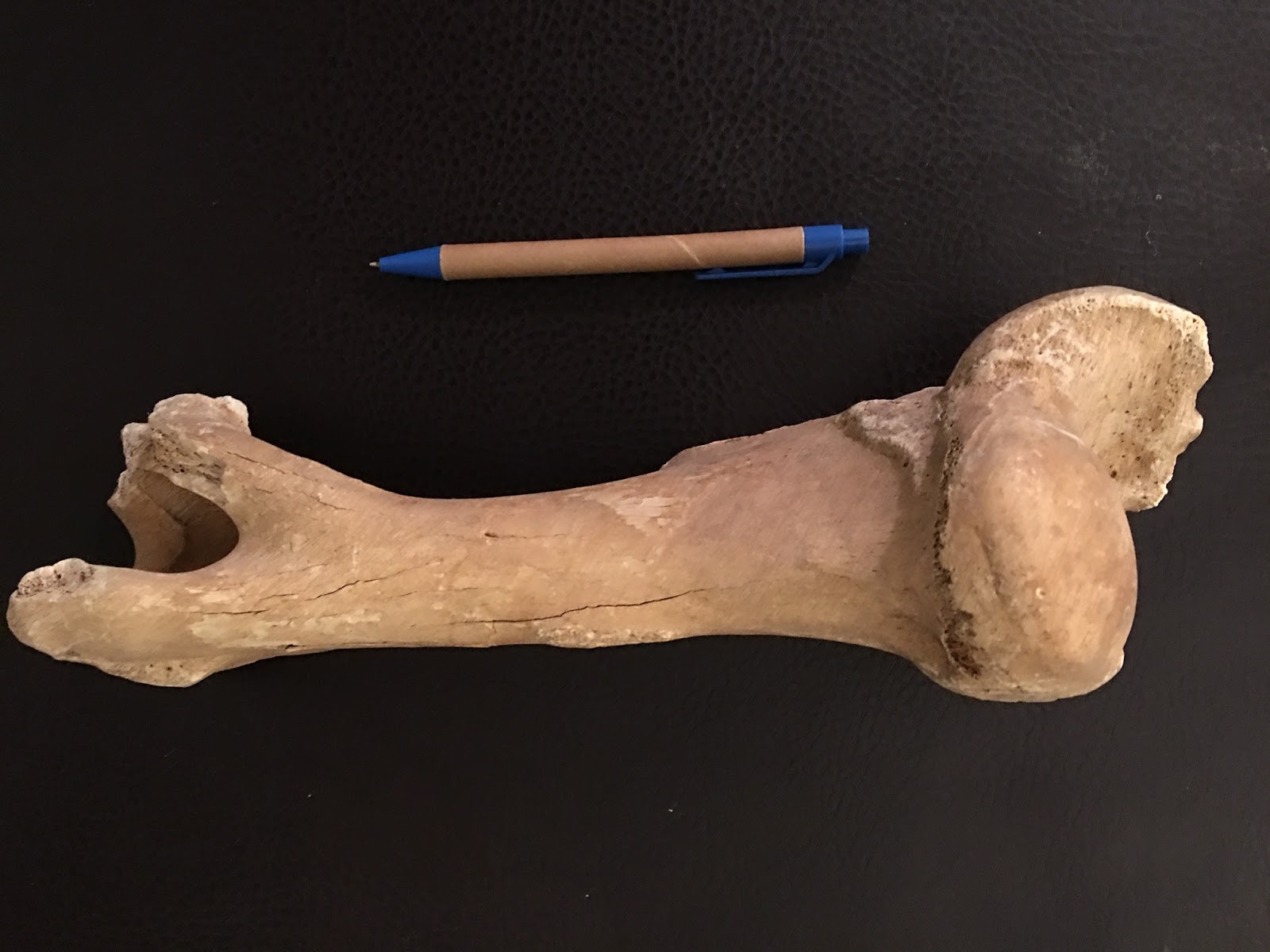 Robin's Great Coloring Pages: Smilodon & Prehistoric Bison