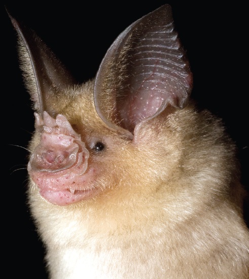 Species New to Science: [Mammalogy • 2011] Taxonomic Revision of the ...