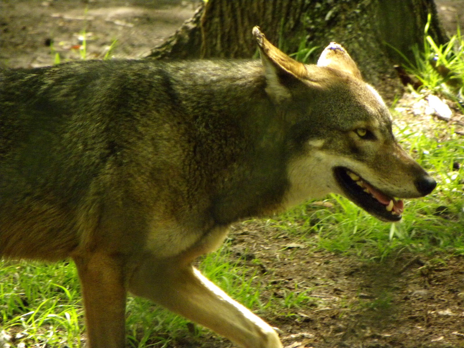 2015 TRAVELS : HOMOSASSA SPRINGS WILDLIFE STATE PARK - FLORIDA