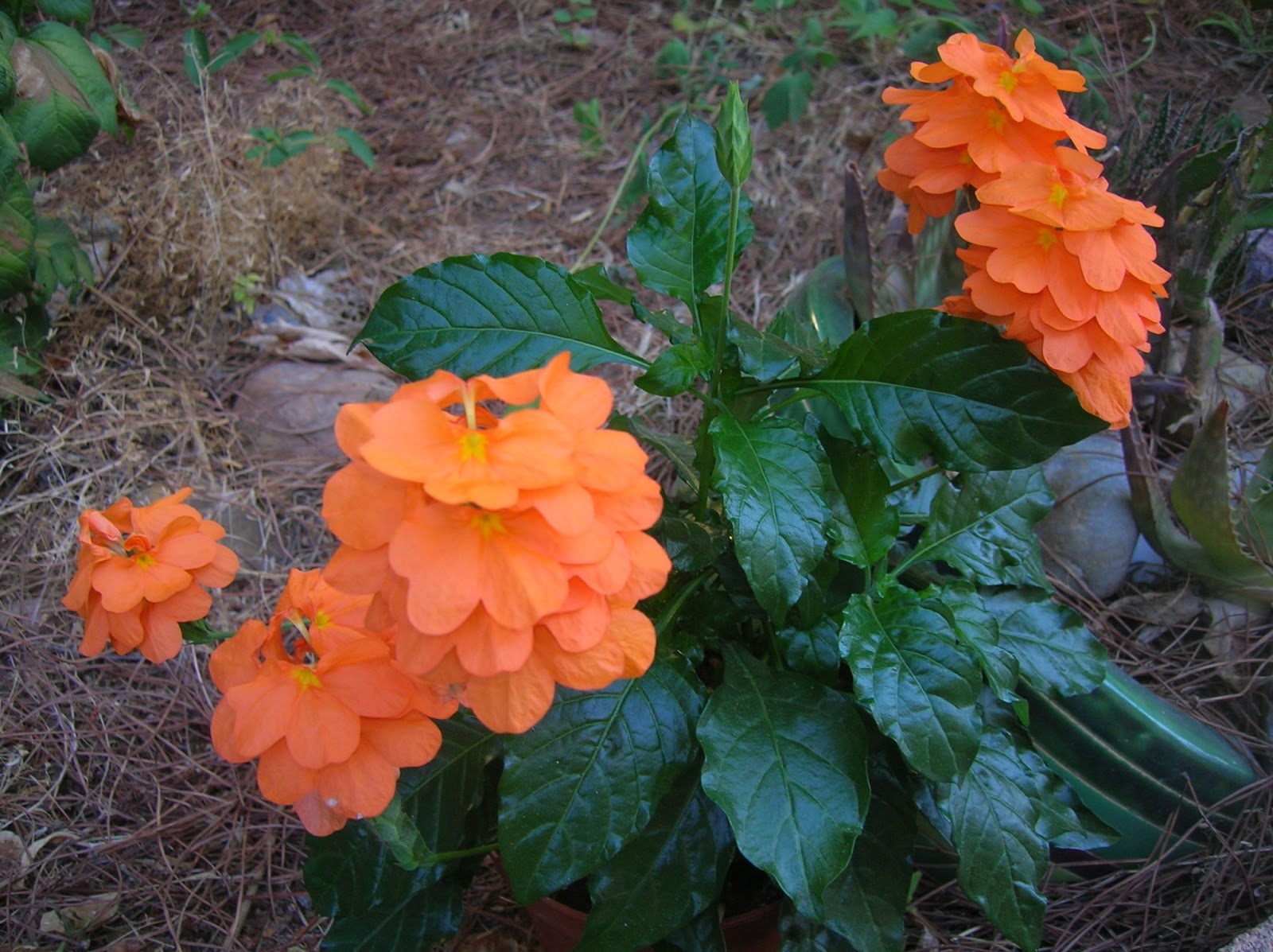 Recregarden: CROSSANDRA INFUNDIBULIFORMIS