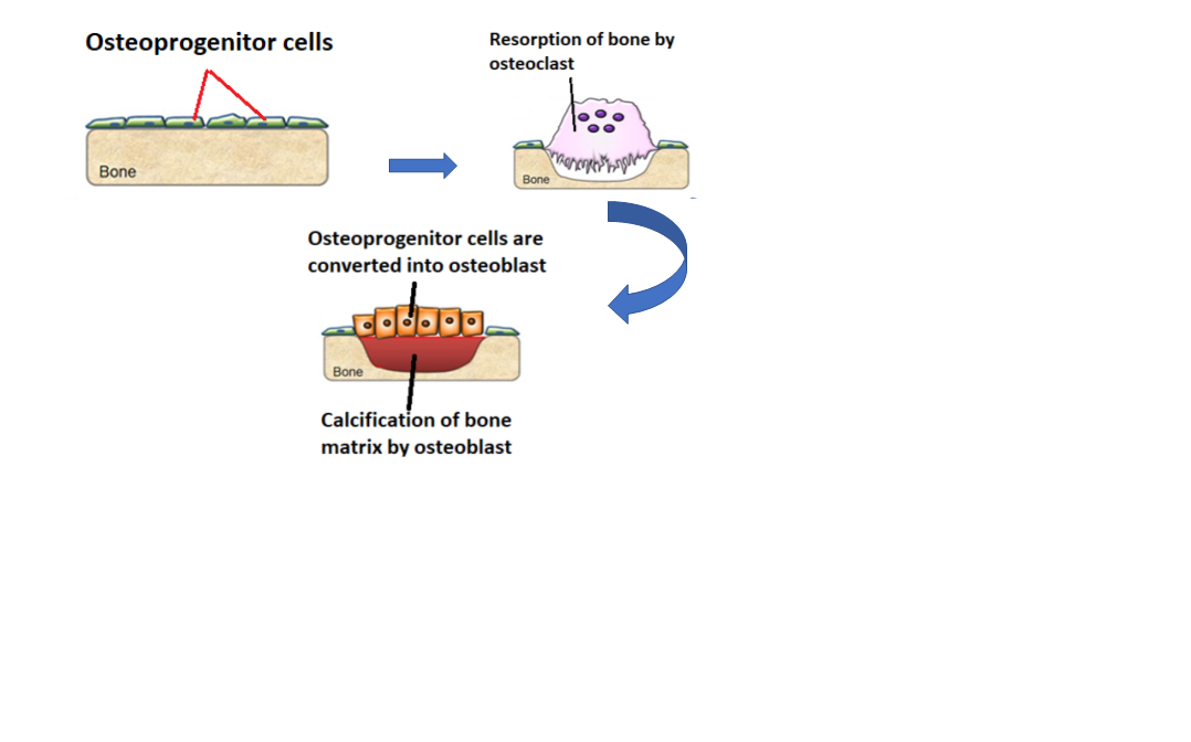 easyhumanatomy: Summary of osteoblast : bone forming cell of skeletal ...