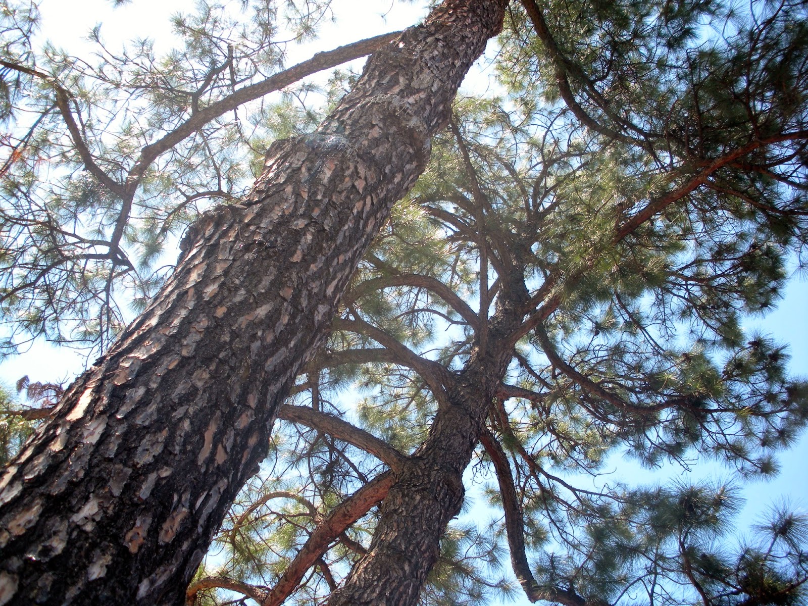 Memphis Trees: Eye catching trees