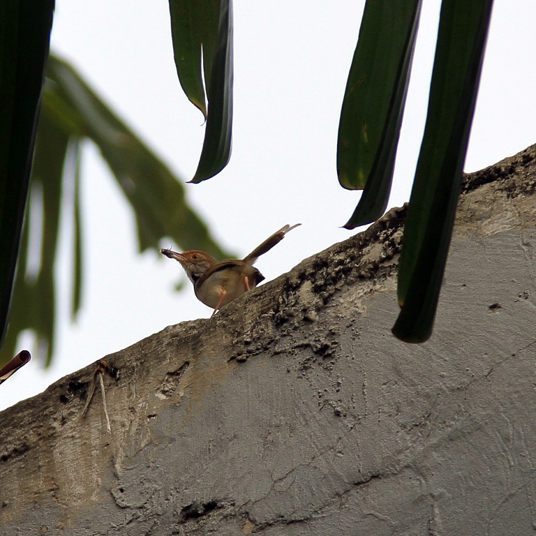 v1olet - my favorite things: Fauna : Sarang Burung Perenjak (2)