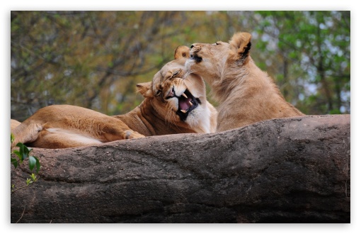 AwEsOmE WaLlS: Loins