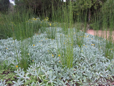 Walking the Cape: Kirstenbosch: 'Allo Aloe
