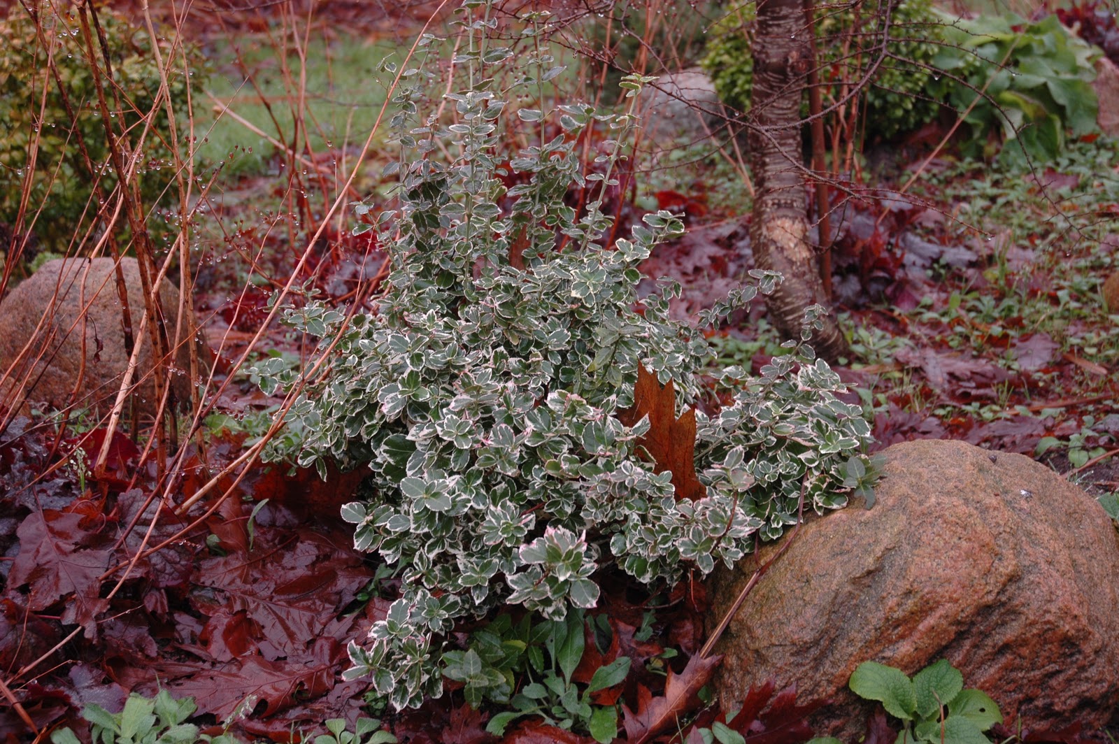 Mit grønne univers: Brogetbladet benved/Euonymus fortunei