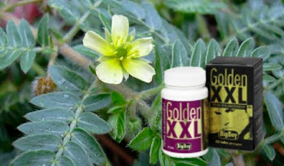 Agrandar pene natural: Golden XXL suplemento natural para aumentar el pene