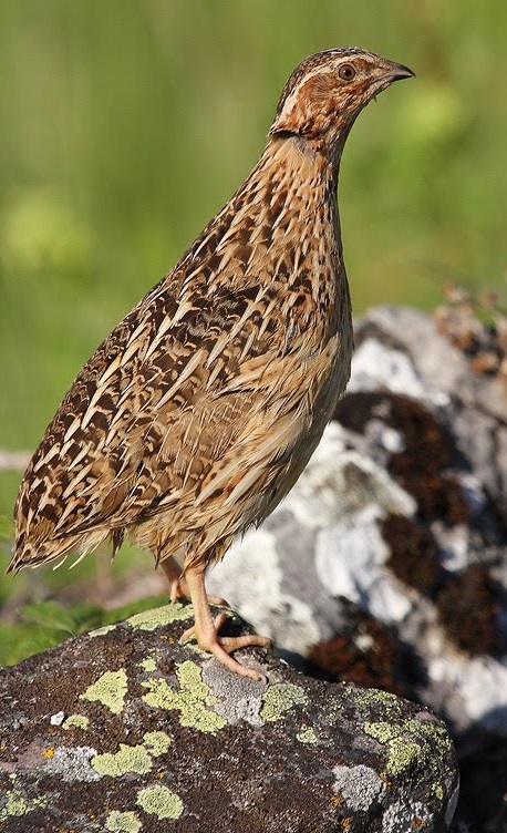 El Valle de Sabero: Aves