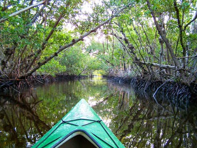 Sanibel Island - Life at the Beach: Kayaking J.N."Ding" Darling ...
