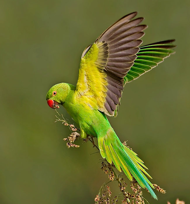 Parakeets and India's Birdman - ARUNACHALA BIRDS