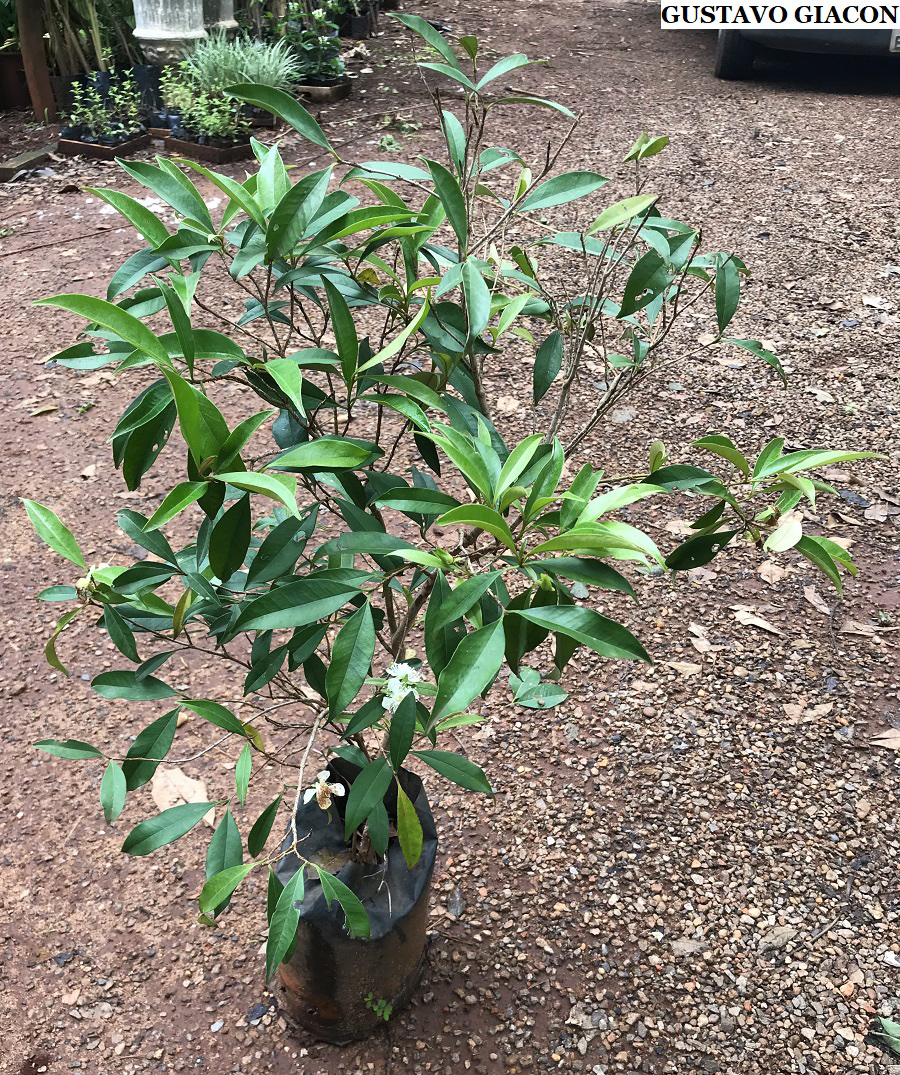 Viveiro Ciprest - Plantas Nativas e Exóticas: Pitomba Amarela da Bahia ...
