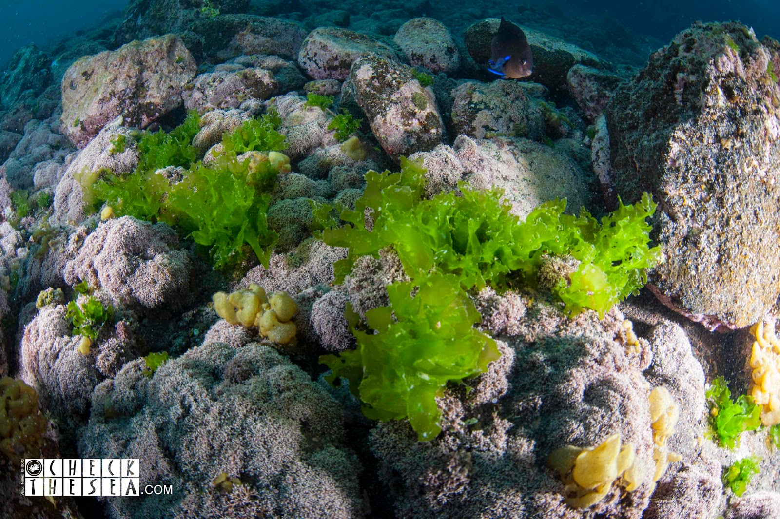 Check the Sea. Web de buceo y fotografía submarina de las Islas ...