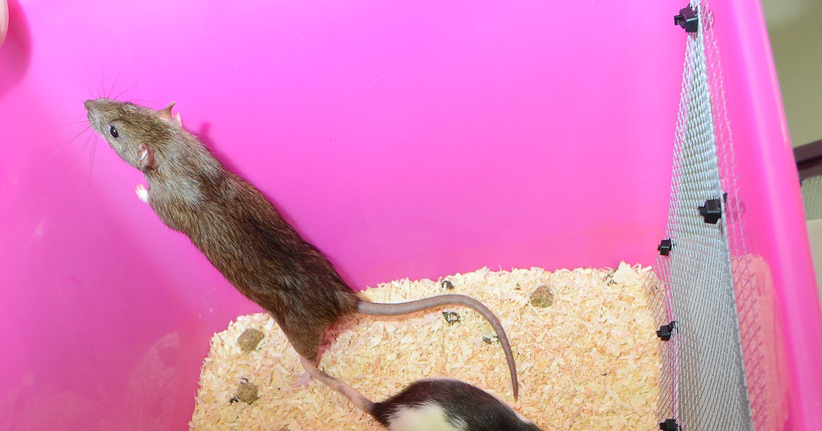 Small Animal Talk: Oh, rats!