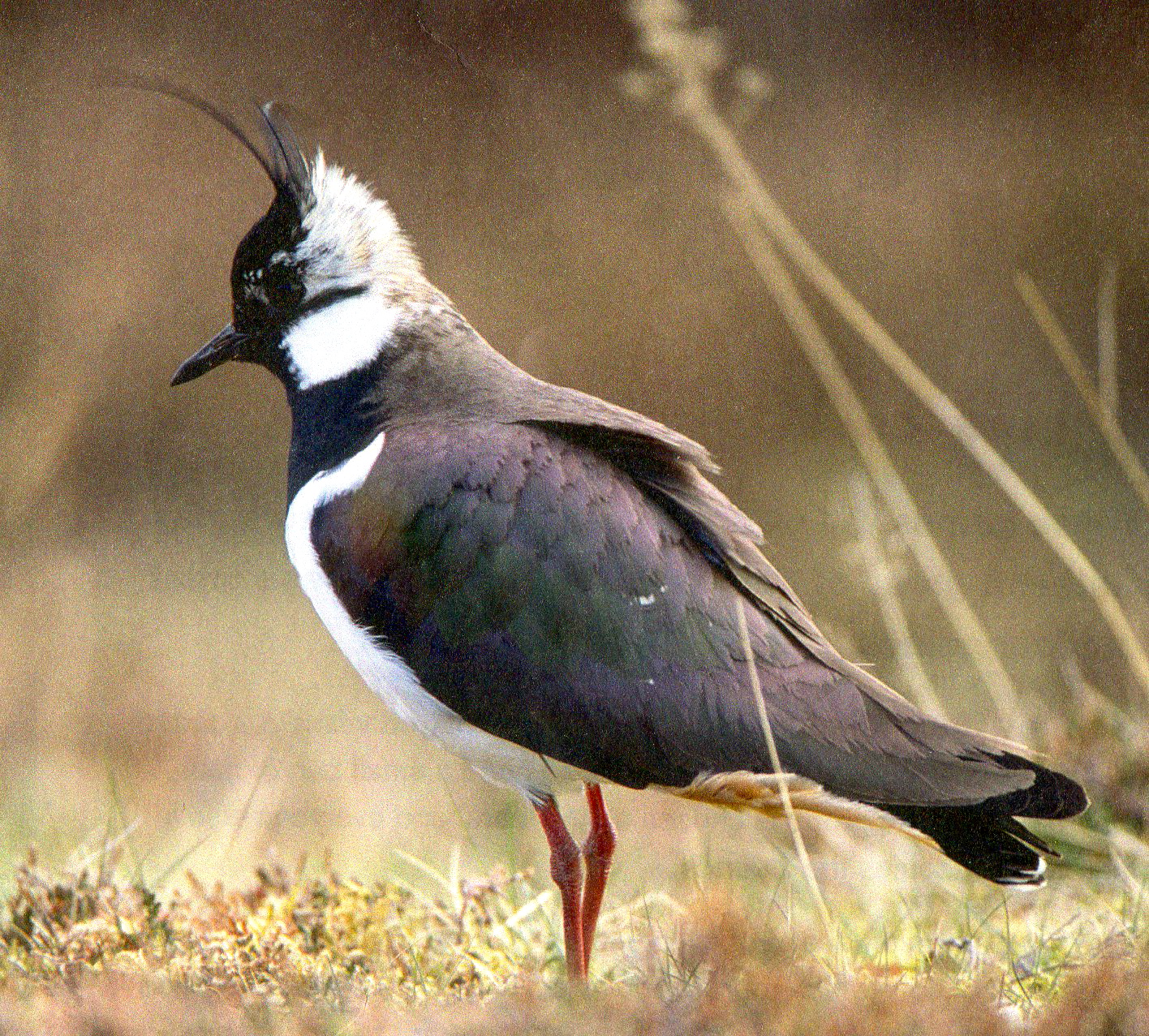 mountain years: peewit decline