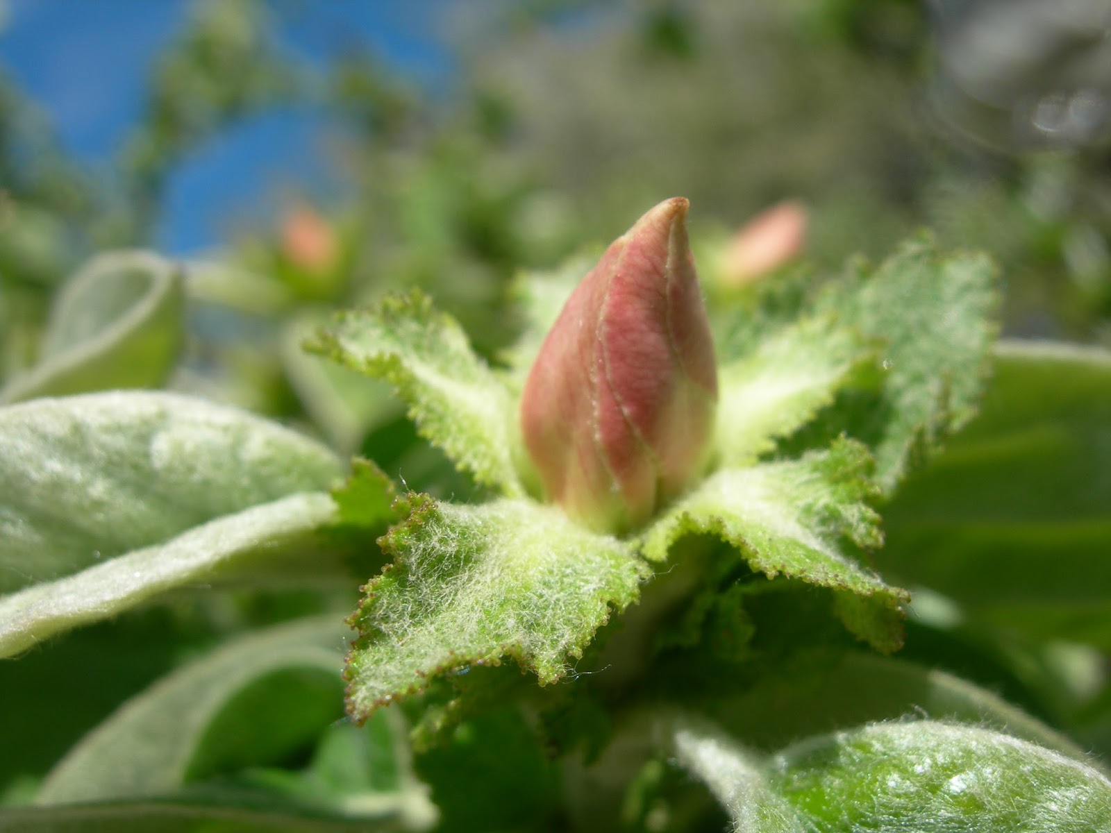 Misterul unui boboc de floare