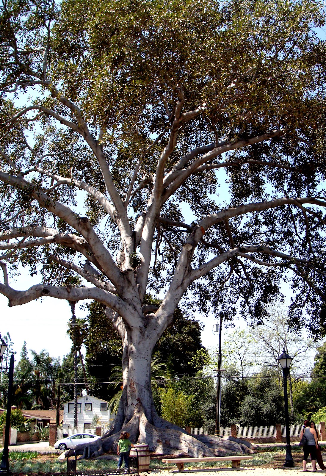 The Sunshine Grove: A Place I Live: The Tall Tale of a Fig Tree