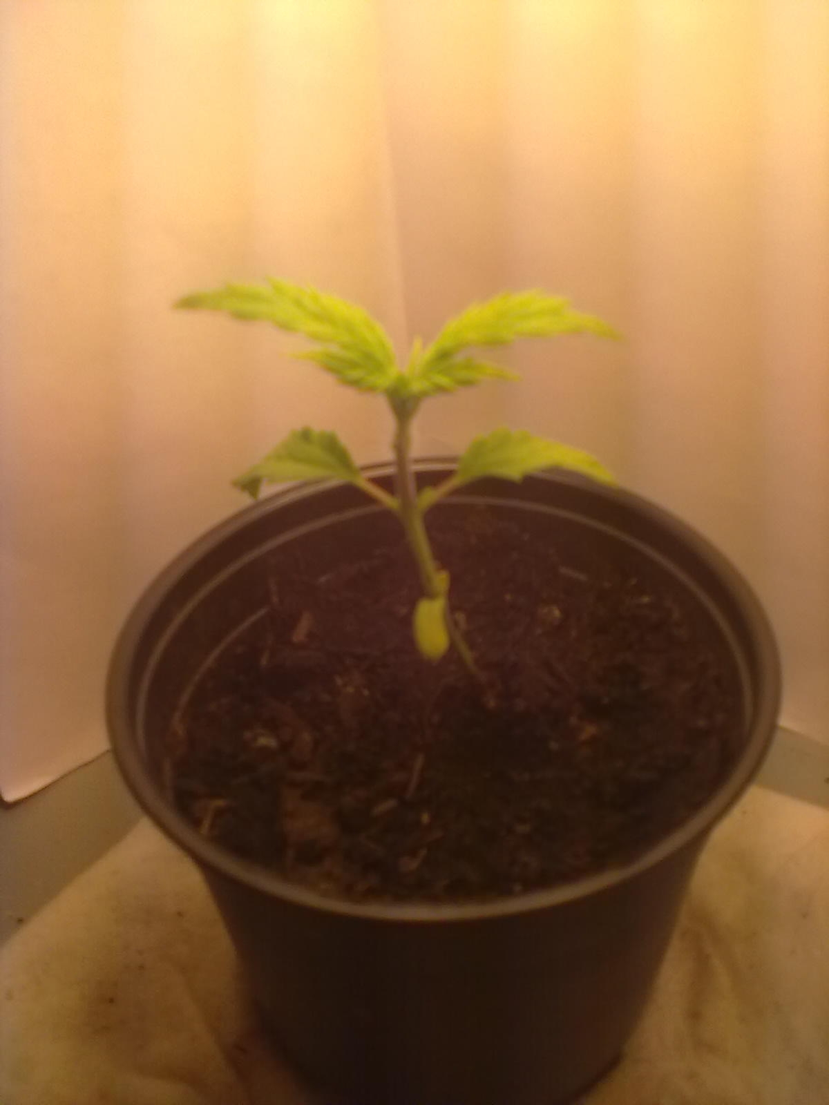 Dyrkning af Hamp - Del 2 ( Spiring )