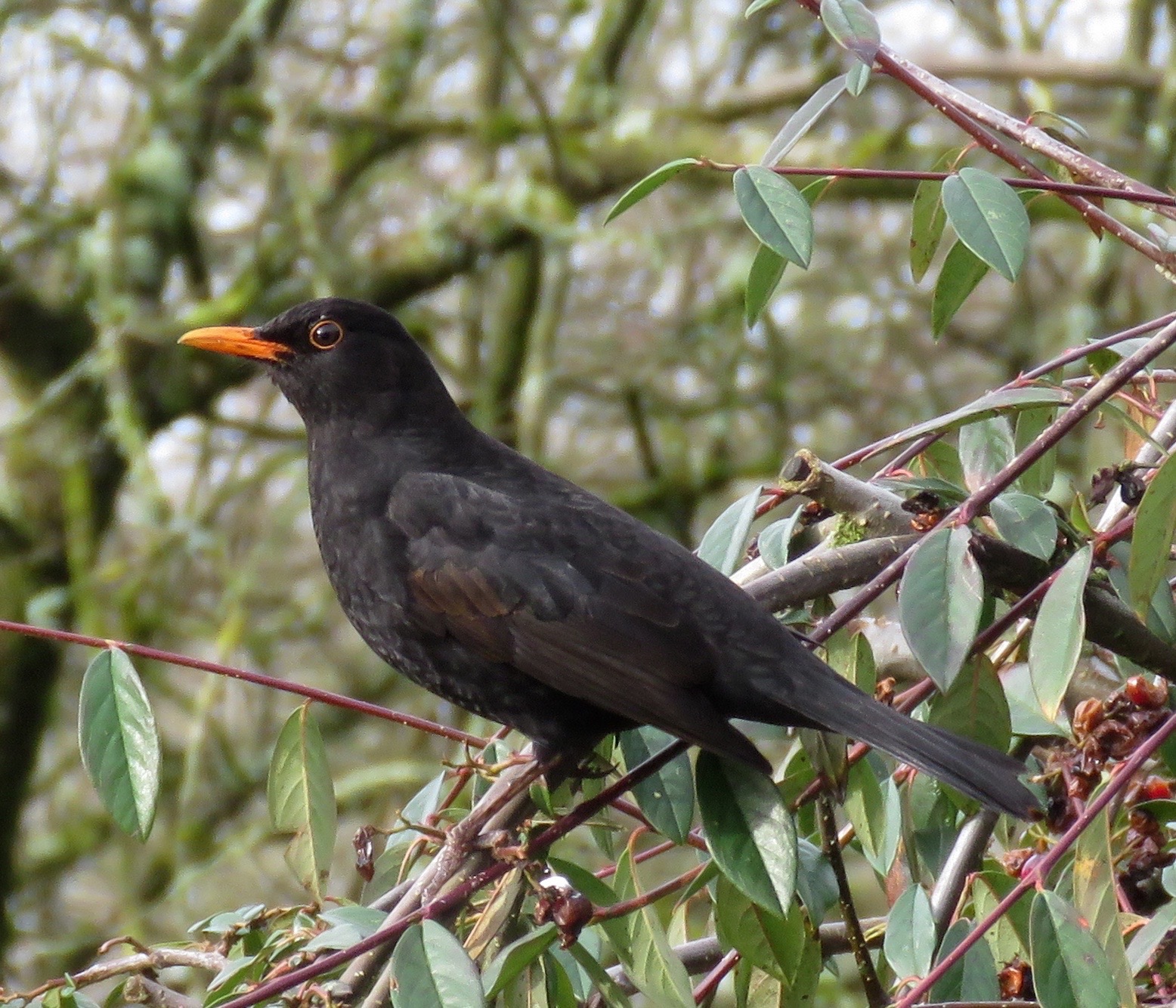 BirdWatch Ireland Cavan Branch: Dusk Chorus Event at Holistic Gardens ...