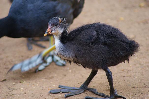 Pictures of the Day: Bigfoot Bird And Flying Deer