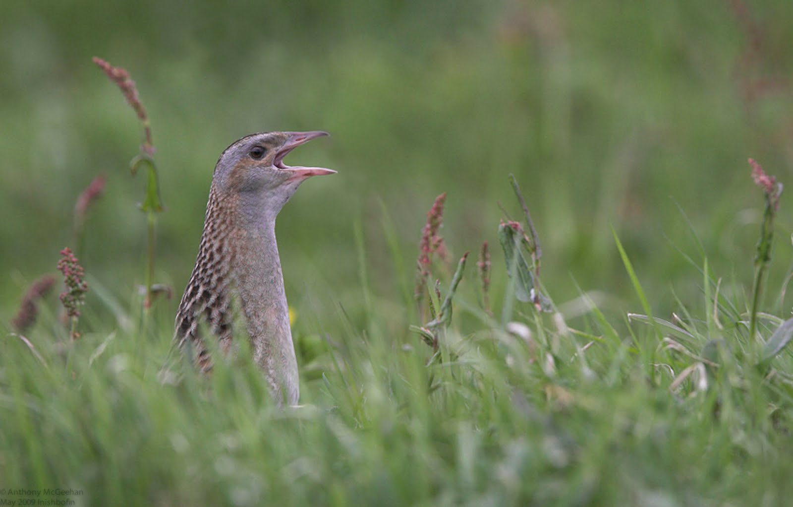 Peregrine's Bird Blog: Tory Island Co Donegal , Corncrakes and a ...