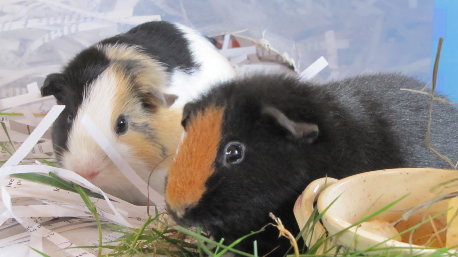 London-Wul Fibre Arts: June 2011