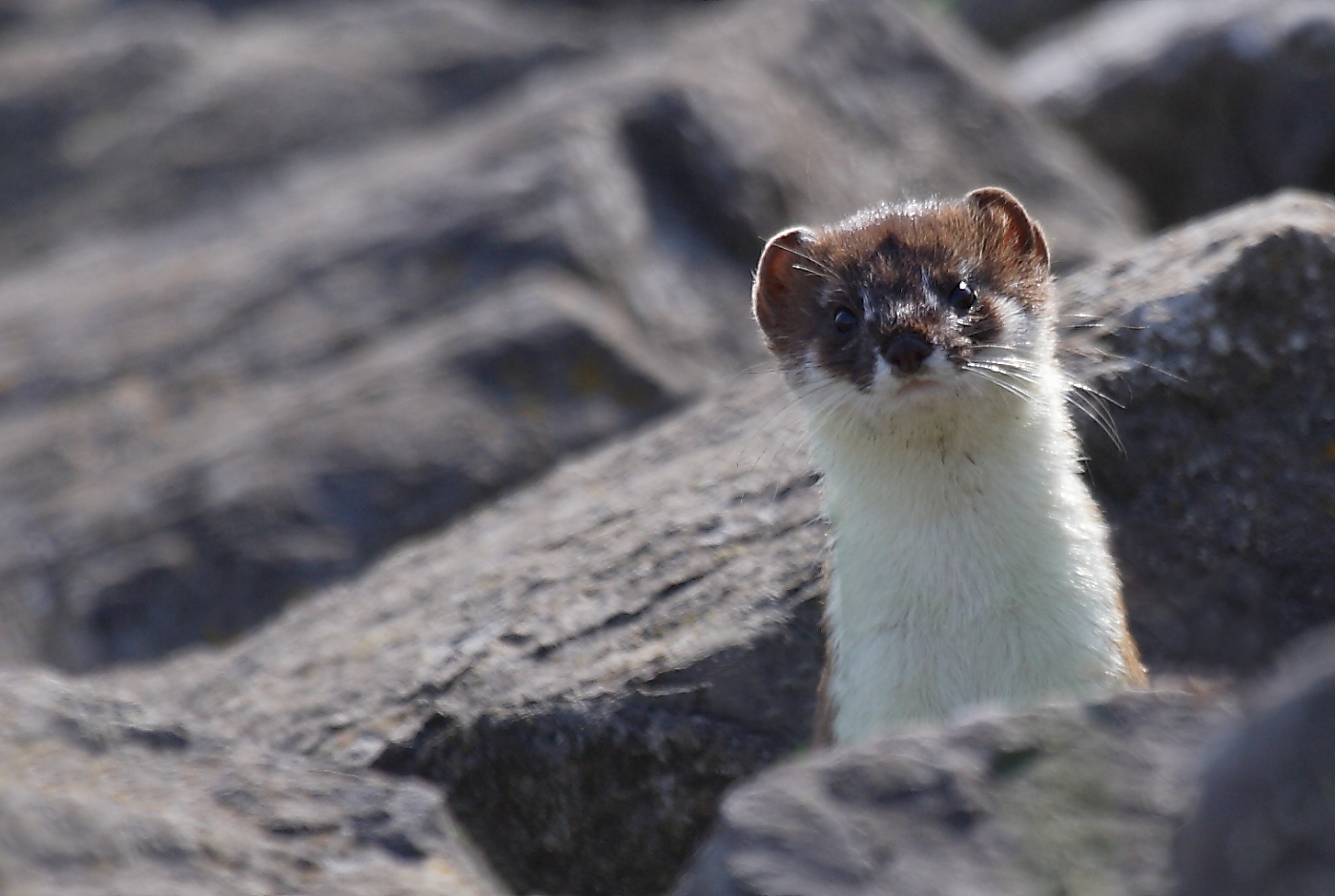 View topic - Slim & Secluded - Accepting! - Chicken Smoothie