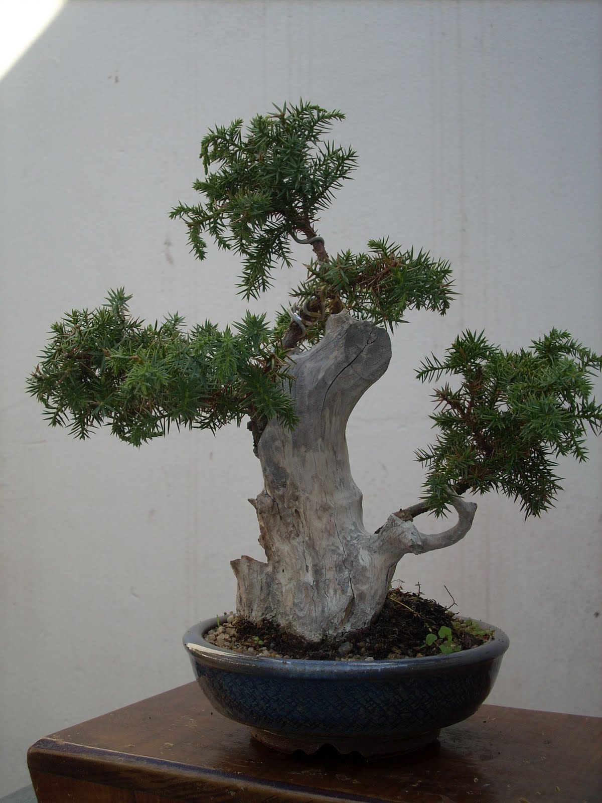 Bonsai em Peruíbe: Tanuki Bonsai