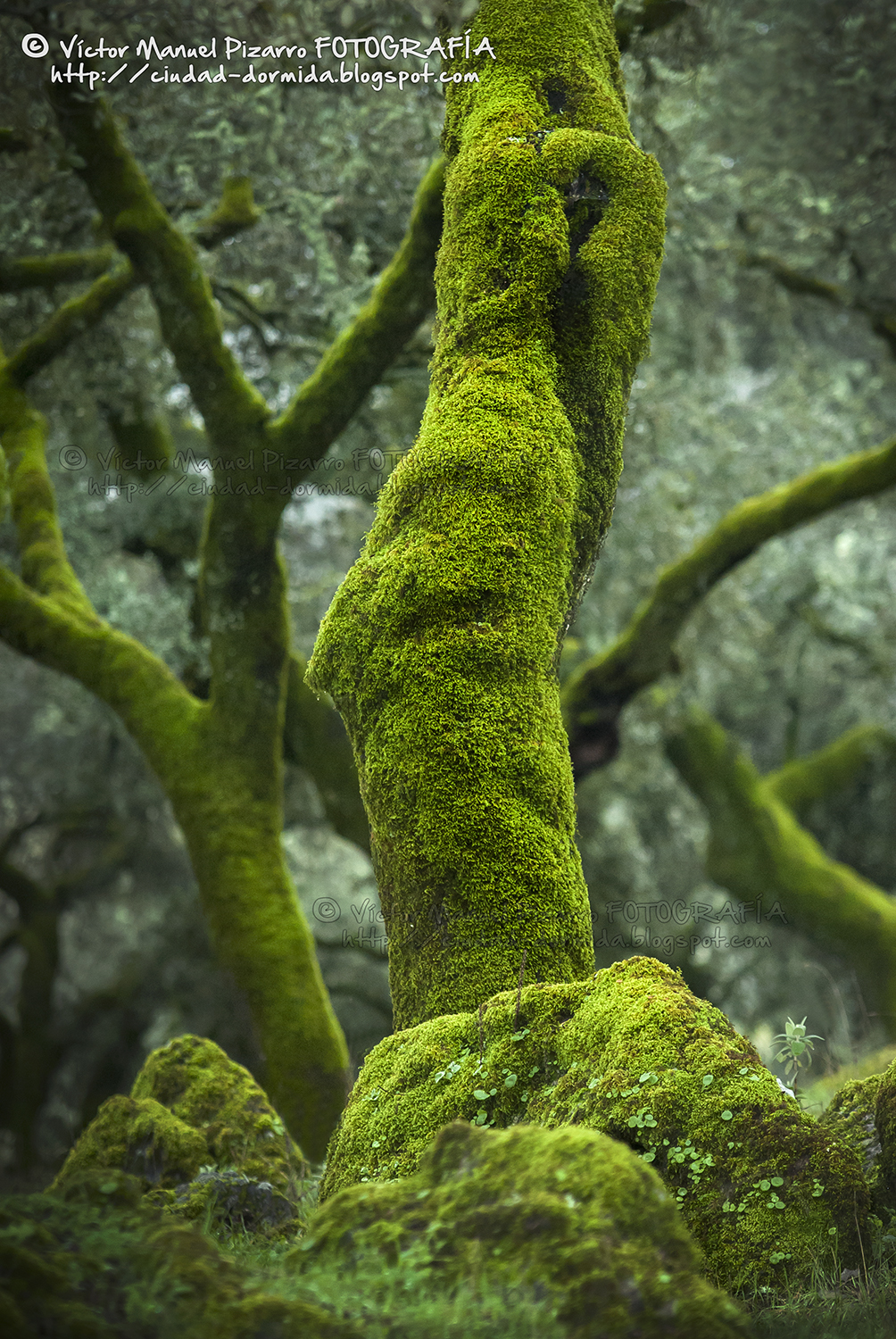 Ciudad-dormida: Bosques de musgo, la belleza esponjosa de la dehesa ...