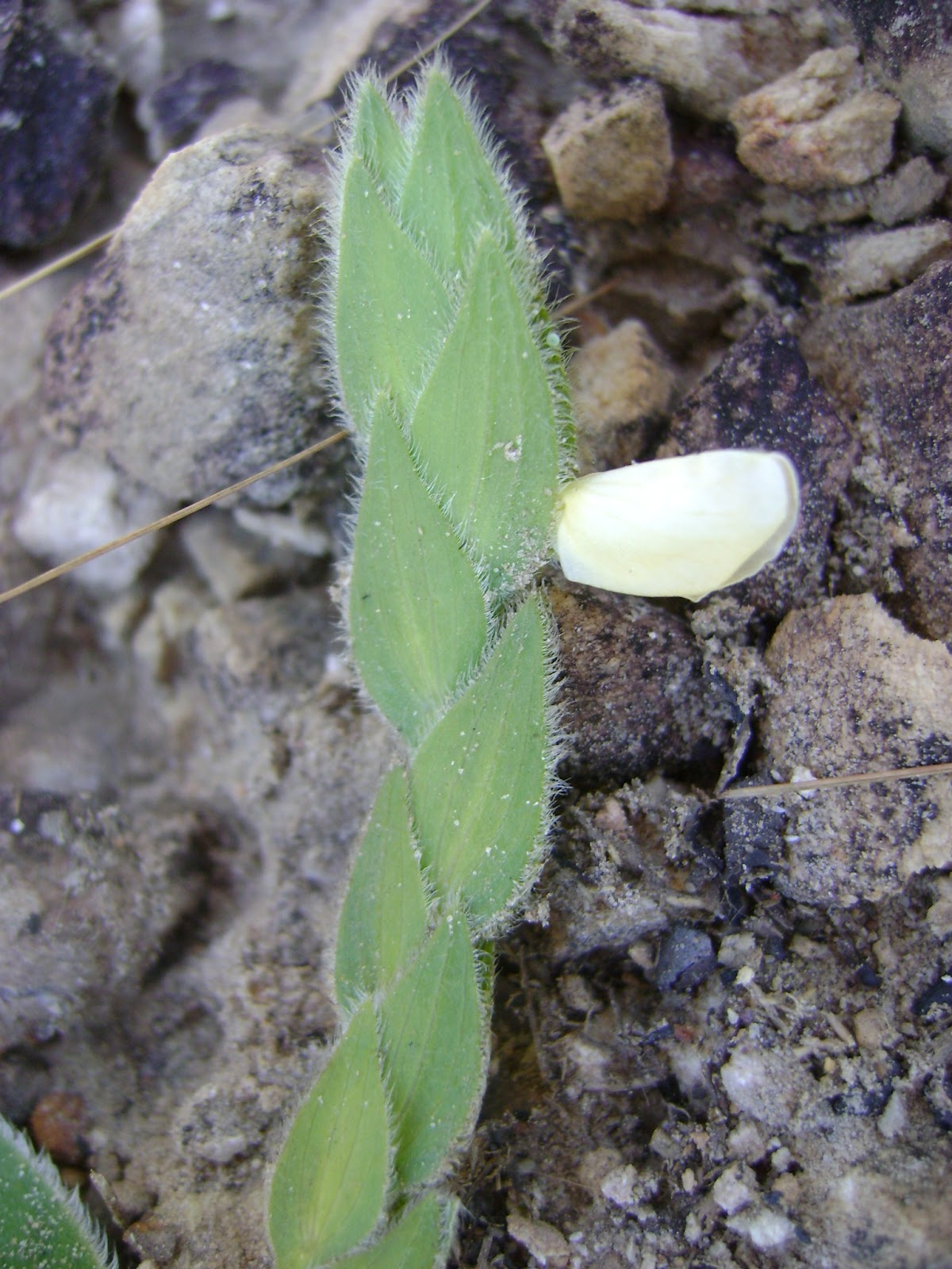 Fabaceae - Leguminosae no Brasil: Fabaceae - Zornia cryptantha Arechav.