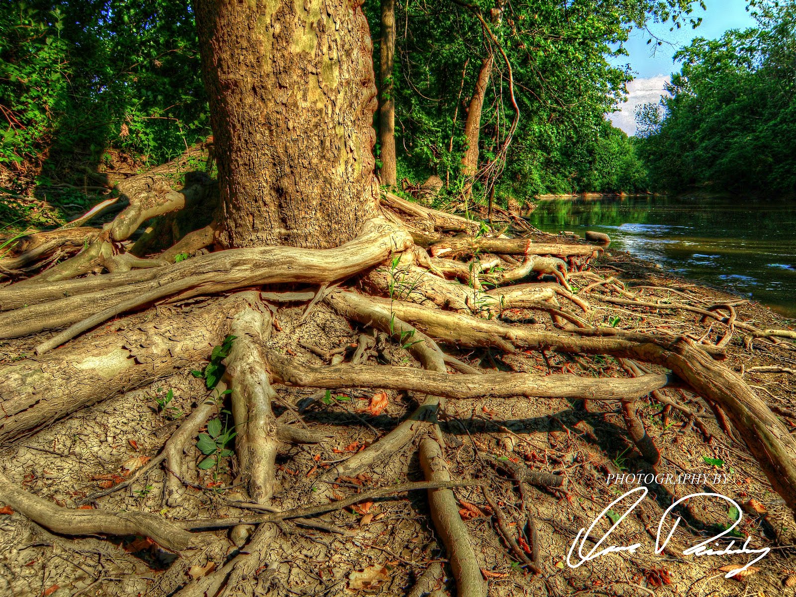 Photography by Issaac Rickenberg: Rooted