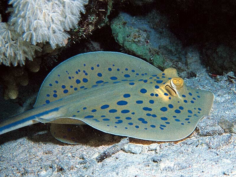 Skate and Variant Skates Fish Atlantic Ocean ~ planetanimalzone