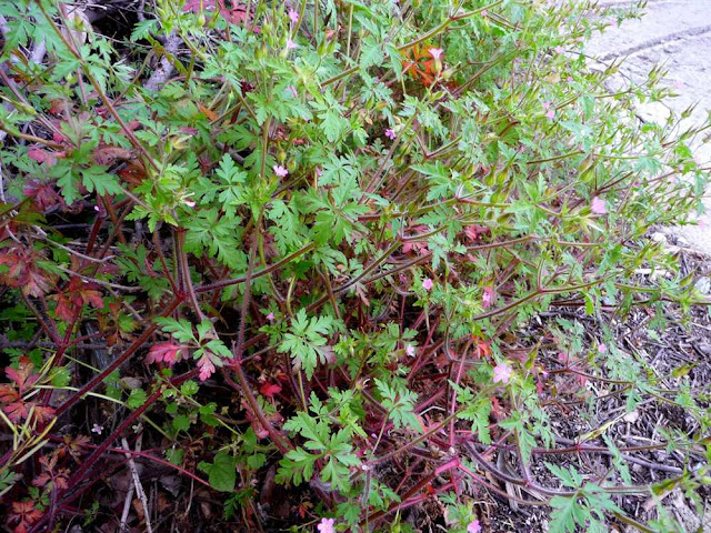 r o b i n 's y a r d: Geranium purpureum