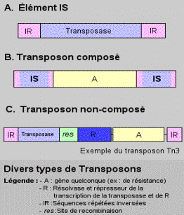 ḼїδβӚϯЧ ᴙ ⱥ ¶ ¶ ¶ ¶: TAREA DE TRANSPOSONES