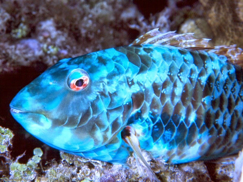 OSCAR FISH photos - wallpapers | the fun bank