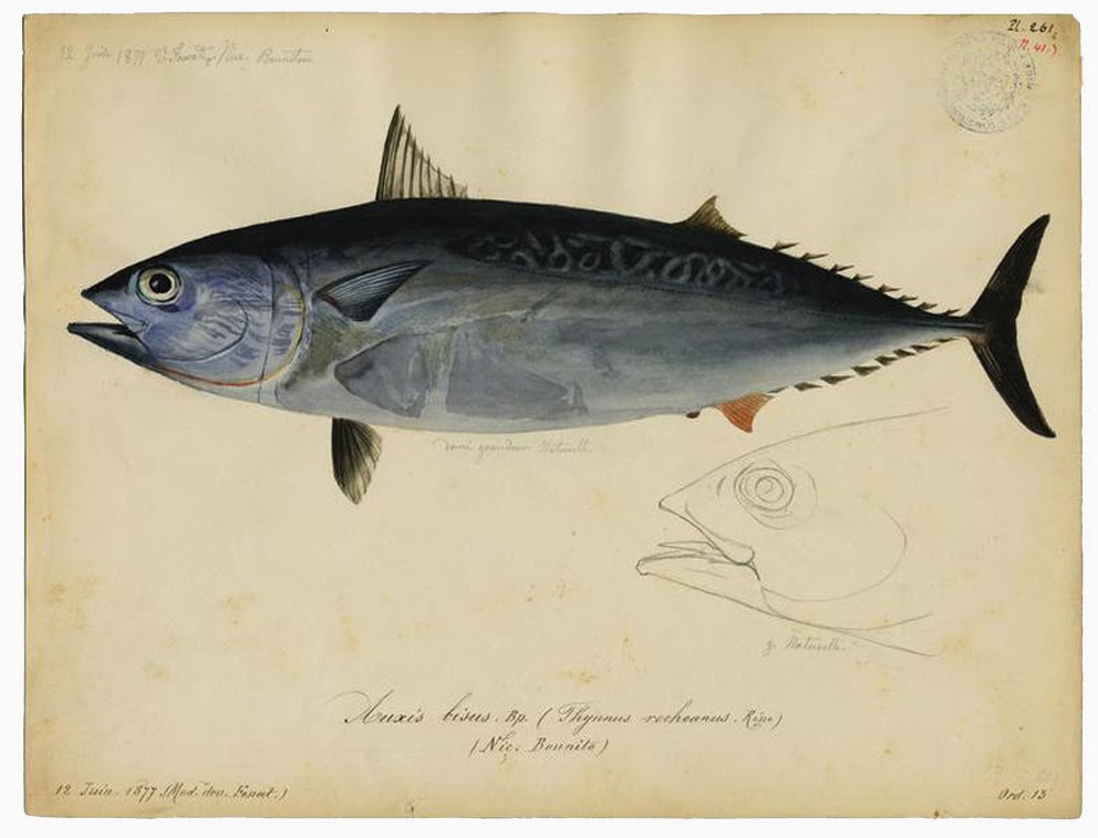 lorenzo dotti sketcher: Les poissons de Vincent Fossat peintre naturaliste