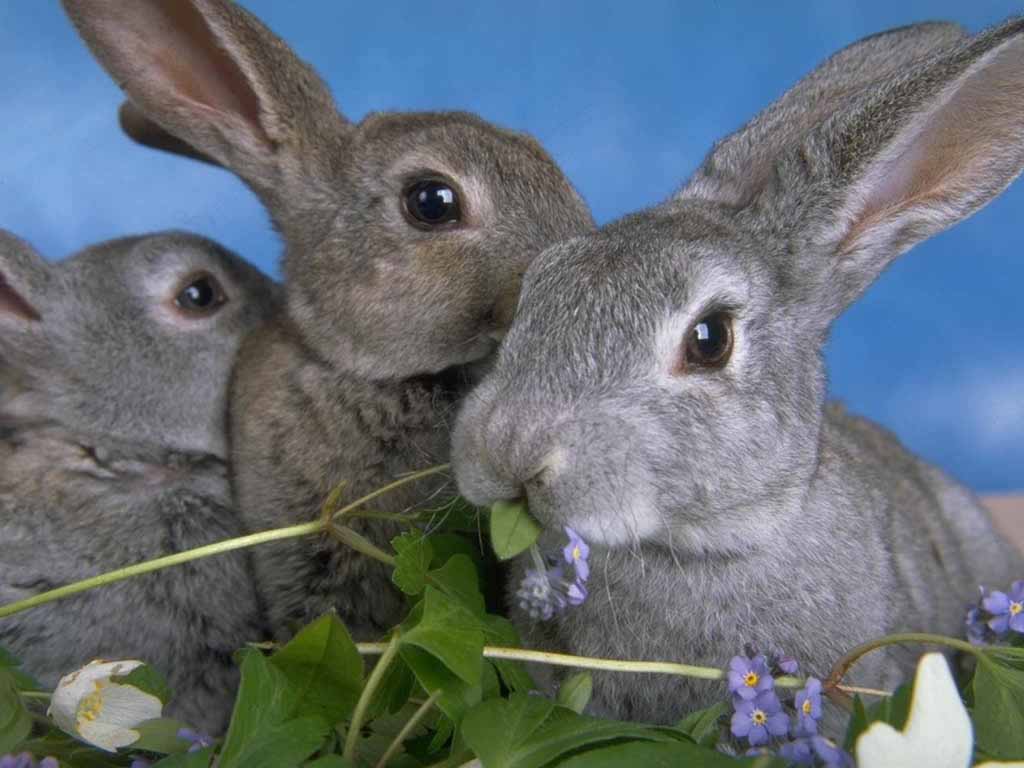 Three Cute Rabbit Eating Wallpaper | Wallpaper ME