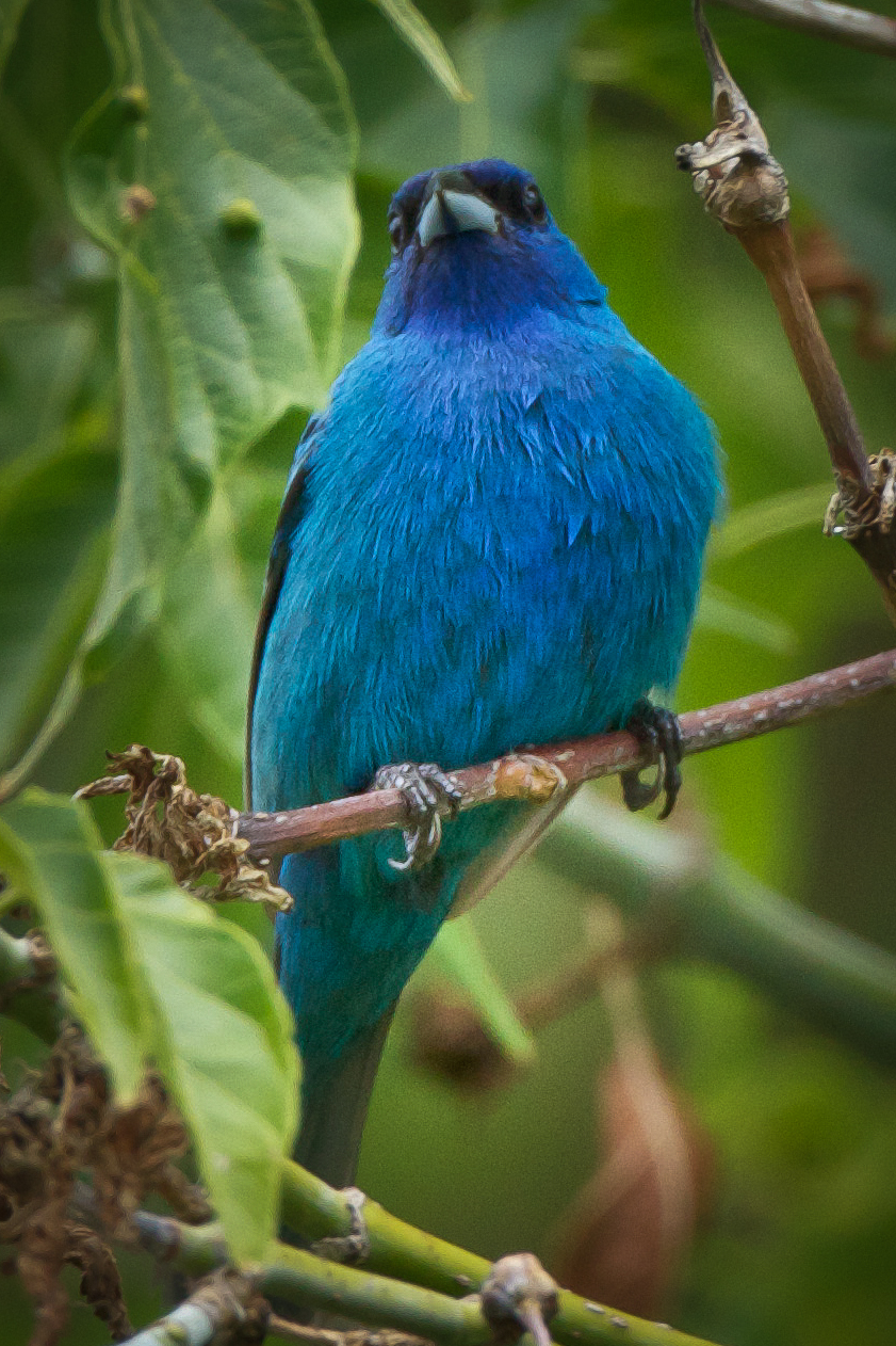 Feather Tailed Stories: Indigo Bunting