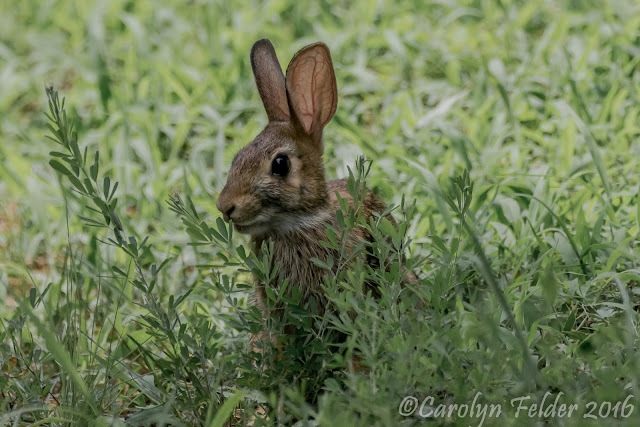 Photo Musings of a Marshwiggle - Welcome to Narnia: Weekend Wildlife ...