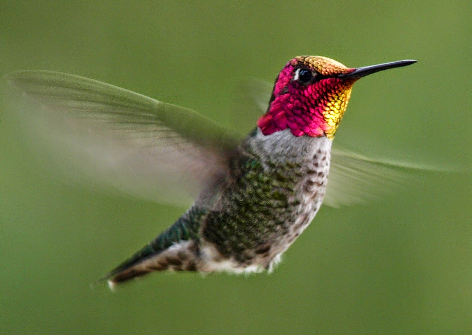 ΚΟΛΙΜΠΡΙΑ (HUMMINGBIRDS) photos - wallpapers | the fun bank