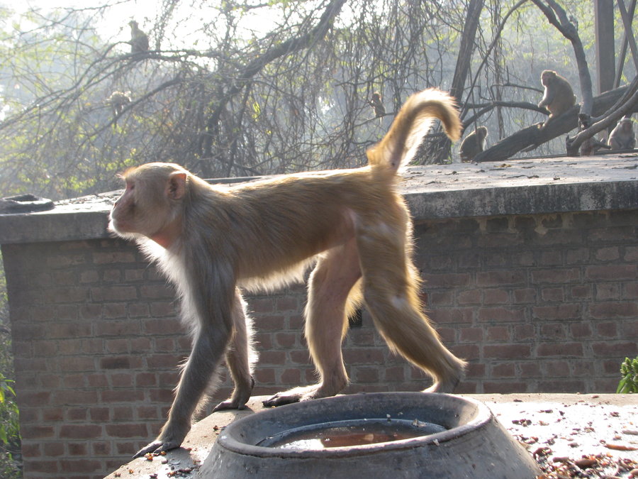 Evolving Monkeys: Pondering curves & joints