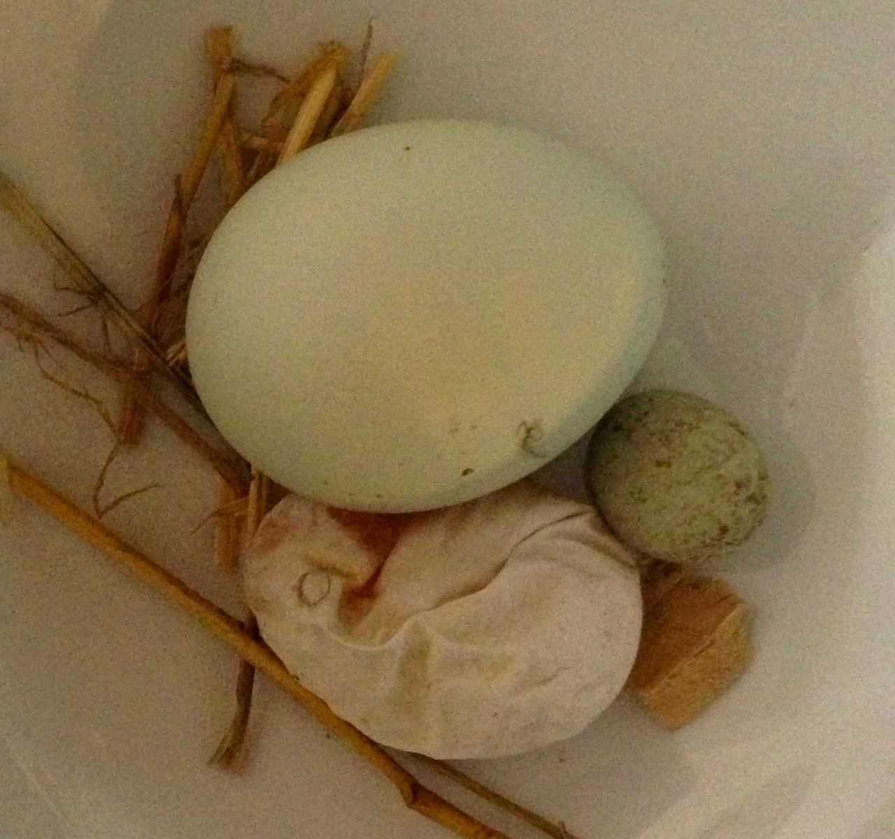 Life at Busy Solitude Farm: Soft-shell egg