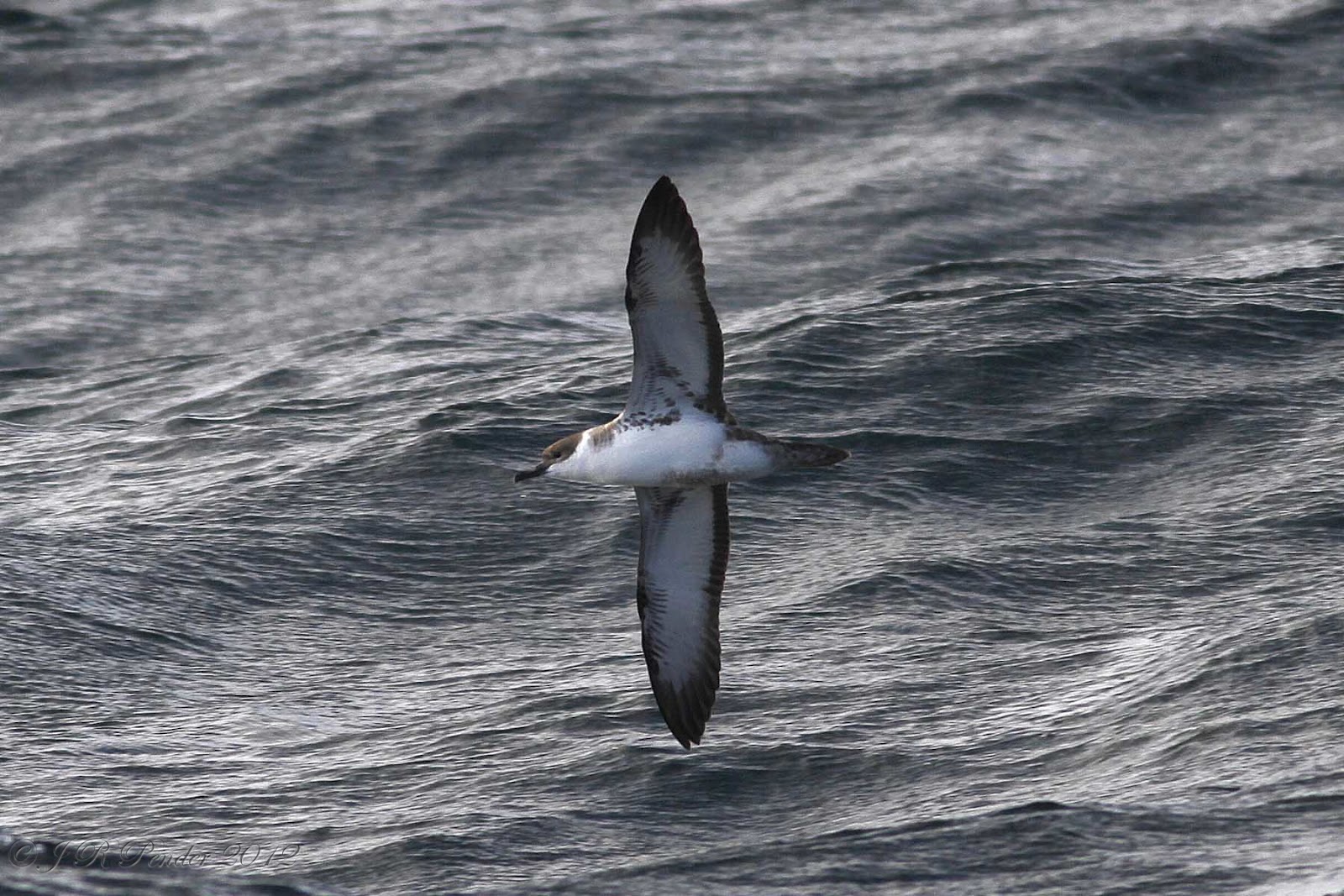 Joe Pender Wildlife Photography: Great Shearwater