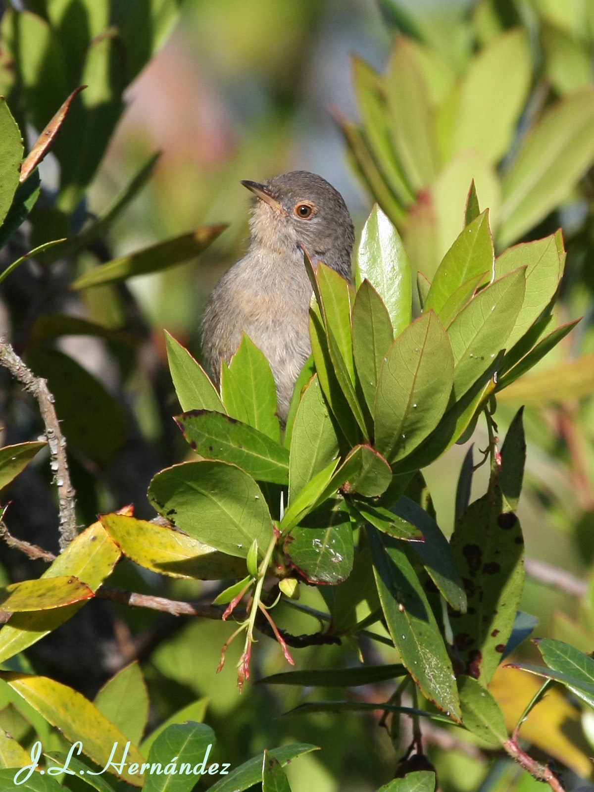 HEGAZTIKLIK: CURRUCA RABILARGA (Sylvia undata)