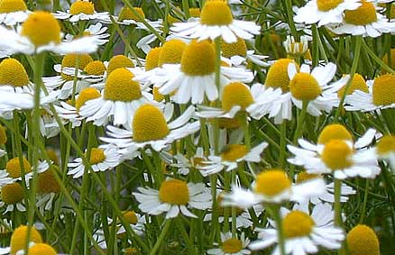 Wyoming Brew Blog: Summer Blondes