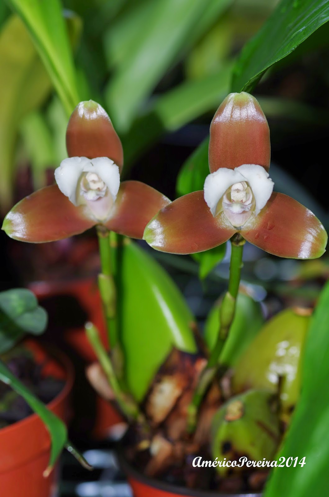 Orquídeas soltas: Lycaste macrophylla