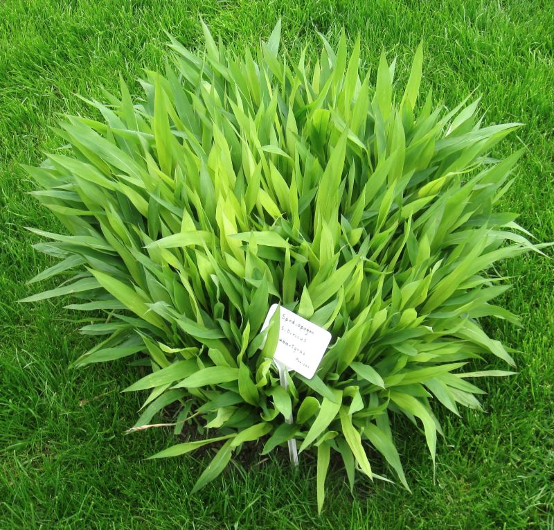 Future Plants by Randy Stewart: Silver Spike Grass