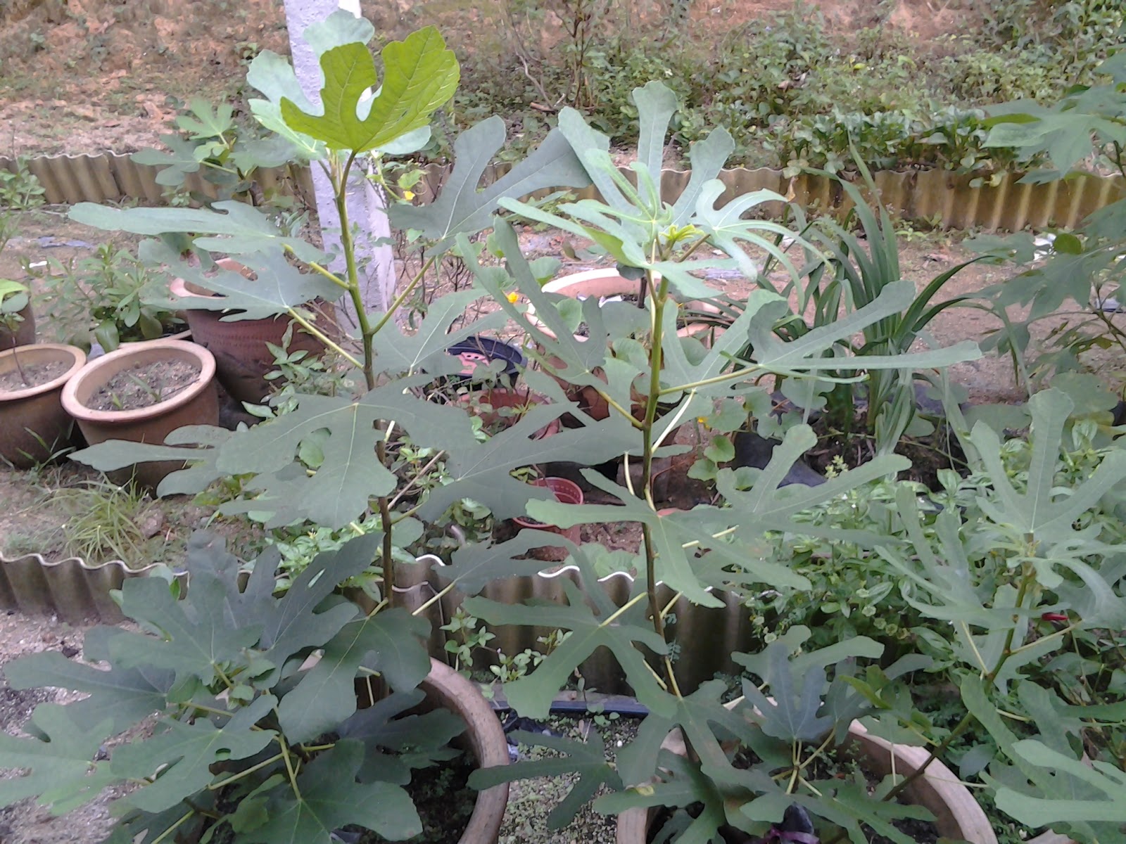 Perkembangan Pokok Fig | My Mix Garden