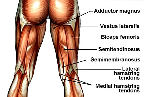 I Survived Now I Run Biceps Femoris Pain Hamstring Pain I Survived Now I Run Biceps Femoris Pain Hamstring Pain
