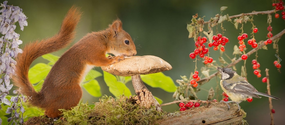 White Wolf : These squirrels are so excited for Autumn and Pumpkins